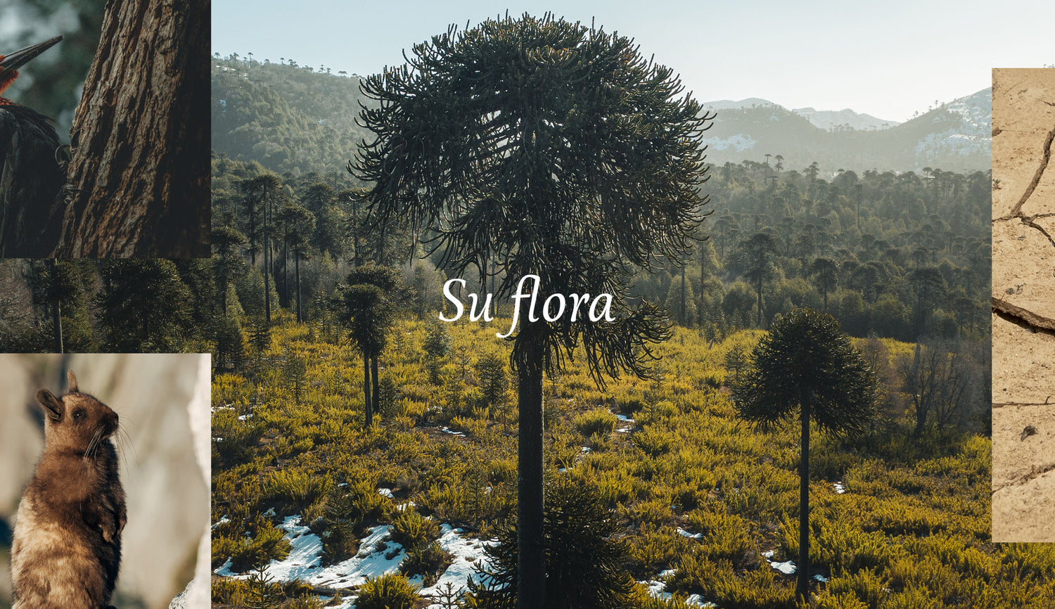 origen – LippiOutdoor